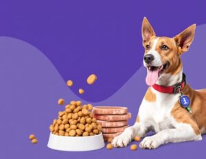 25 Best Budget Friendly Dog Food Picks That Won’t Compromise Quality ...