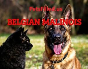 Belgian Malinois Training Guide – The Ultimate Step-by-Step Guide ...
