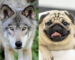 What is the Phylum of a Dog? The #1 Complete Scientific Breakdown ...